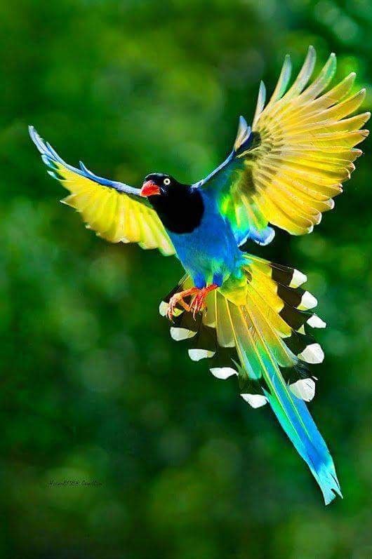 L’oiseau – Miss Terre